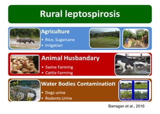 leptospira.ppt
