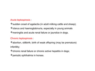 Bacteriology veterinary ppt Leptospira.ppt