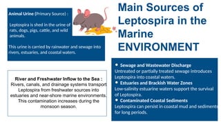 Leptospira in Marine & Coastal Environments | PPTX