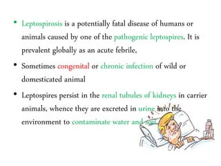 Leptospira azadi | PPTX
