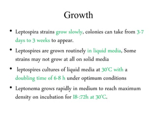 Leptospira azadi | PPTX