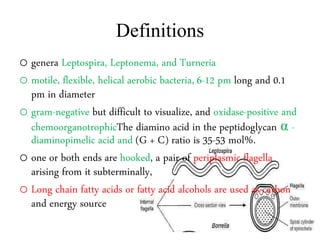 Leptospira azadi | PPTX