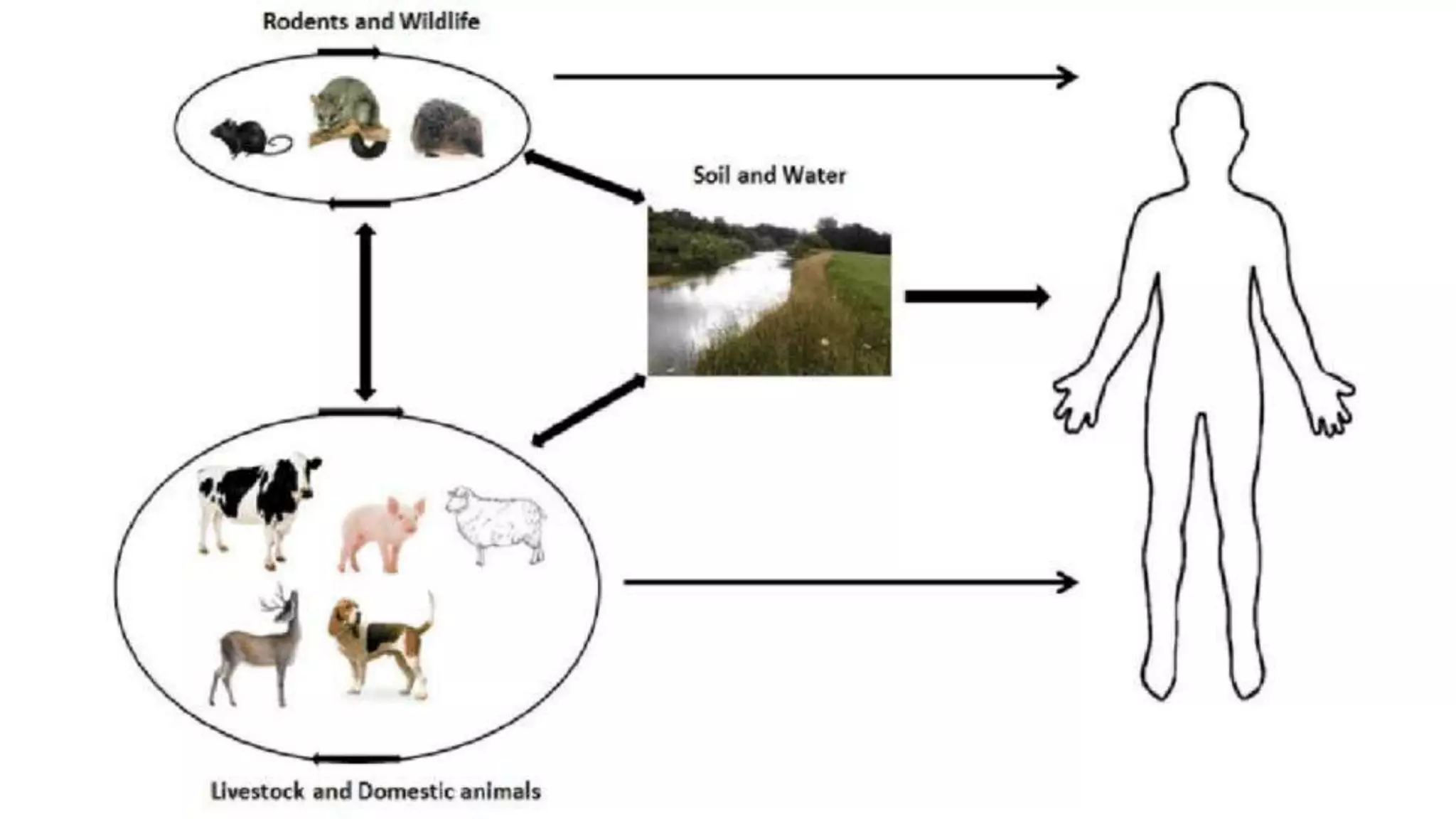Leptospira weil's disease | PPTX