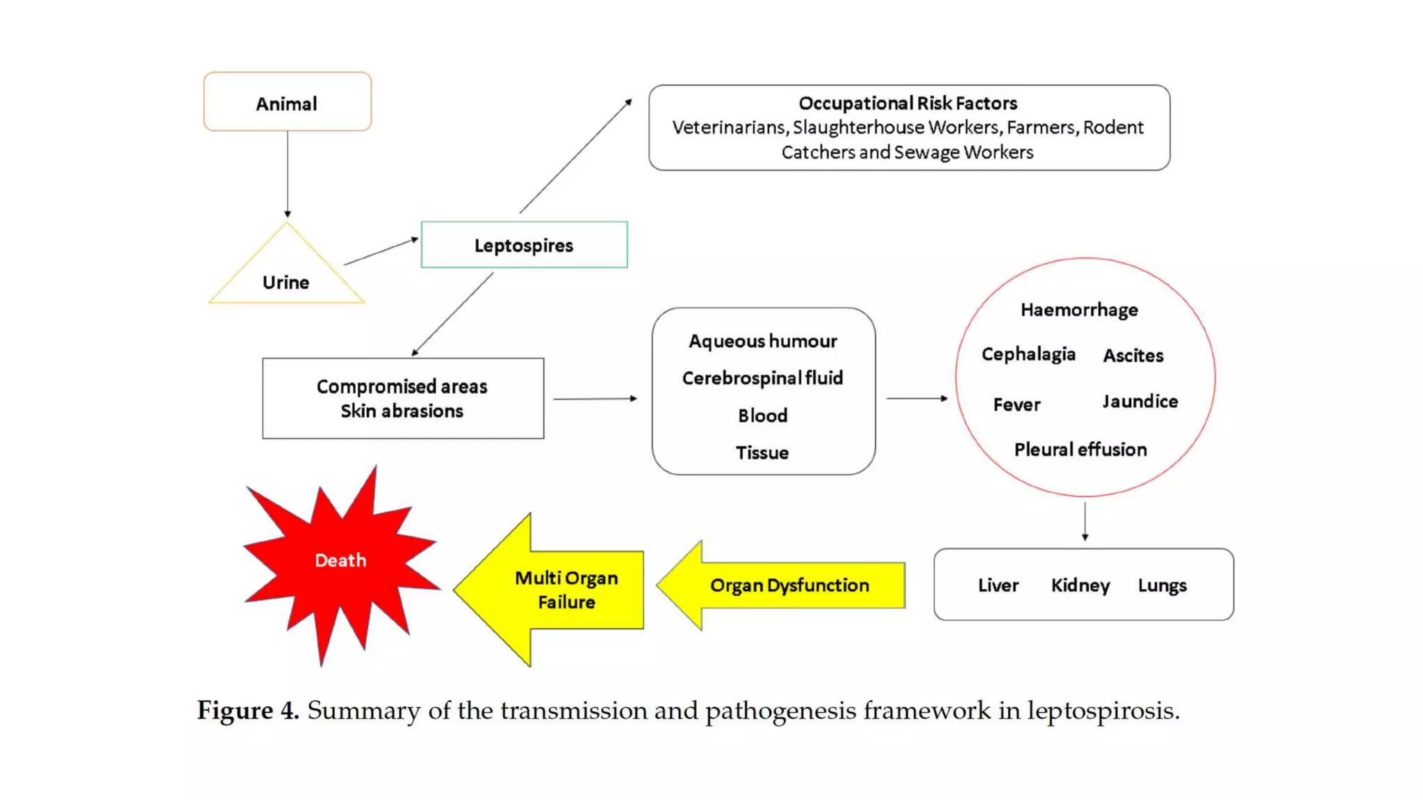 Leptospira weil's disease | PPTX