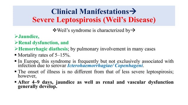 Leptospira weil's disease | PPTX | Infectious Diseases | Diseases and ...