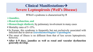 Leptospira weil's disease | PPT