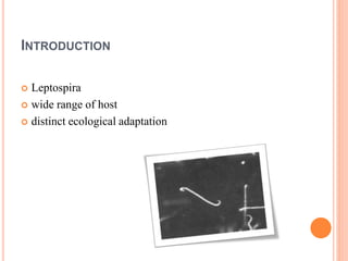 Leptospira | PPTX
