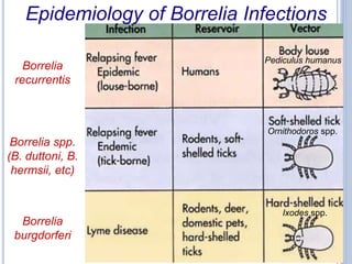 Leptospirosis and Borrelia infection.ppt