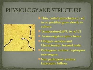 Leptospira Interrogans Gram Stain