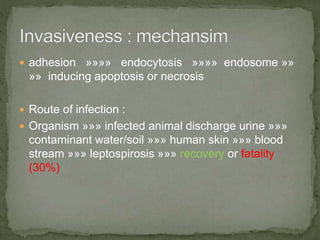Leptospira | PPT