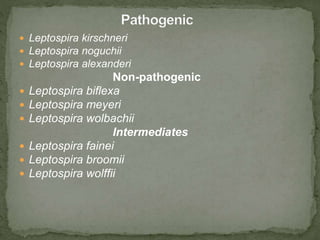 Leptospira | PPT