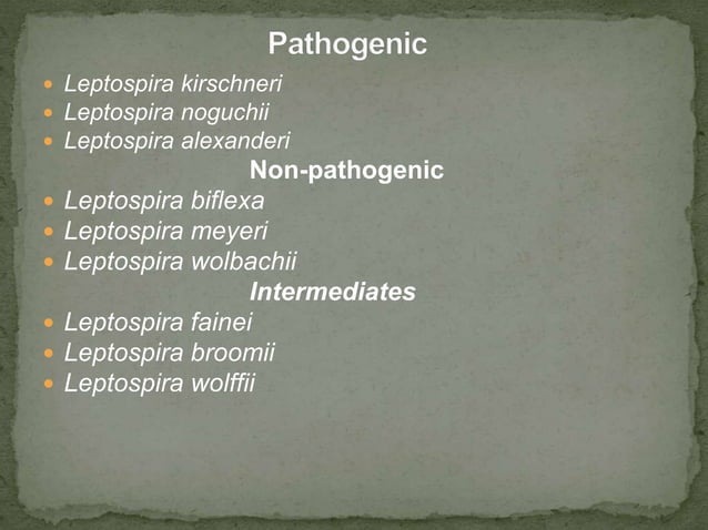 Leptospira | PPT