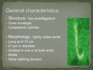 Leptospira | PPTX
