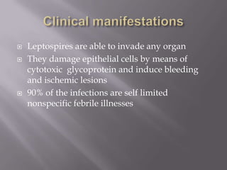 Leptospiroses | PPTX