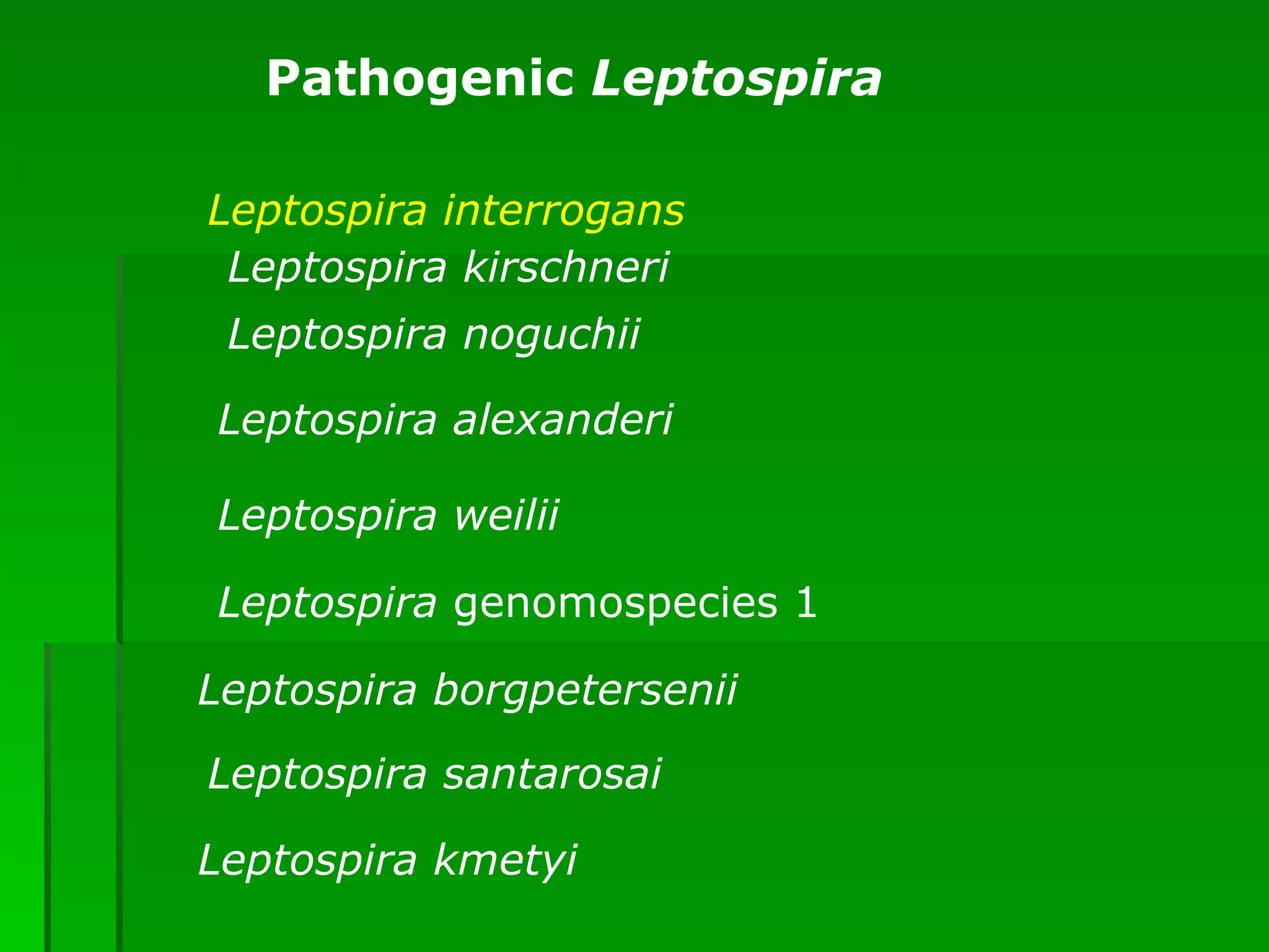 Leptospirosis | PPT