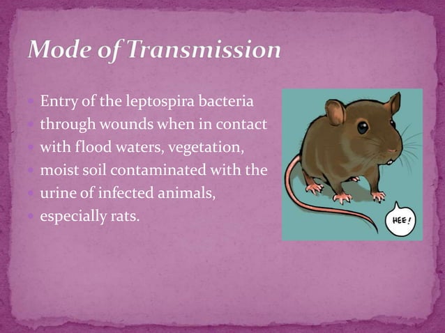 Leptospirosis | PPTX | Infectious Diseases | Diseases and Conditions
