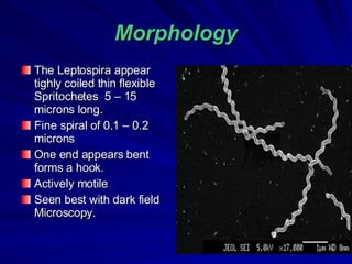 leptospirosis-1216524917579477-9 (2).pdf