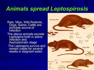 leptospirosis-1216524917579477-9 (2).pdf | Infectious Diseases ...