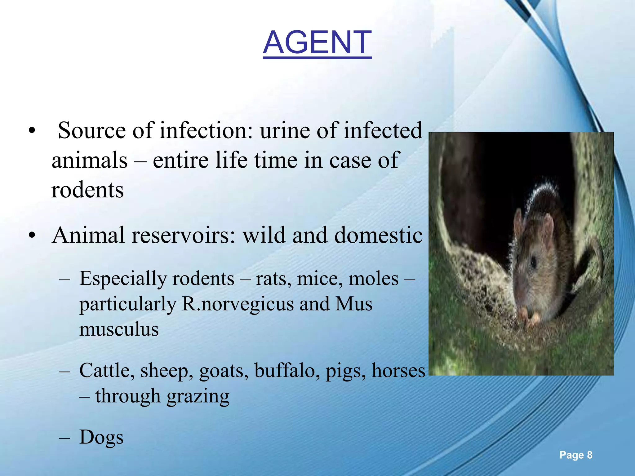 Leptospirosis | PPTX