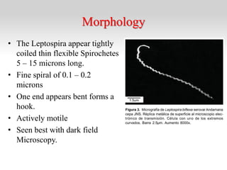 Leptospirosis | PDF