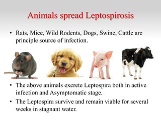 Leptospirosis | PDF | Infectious Diseases | Diseases and Conditions