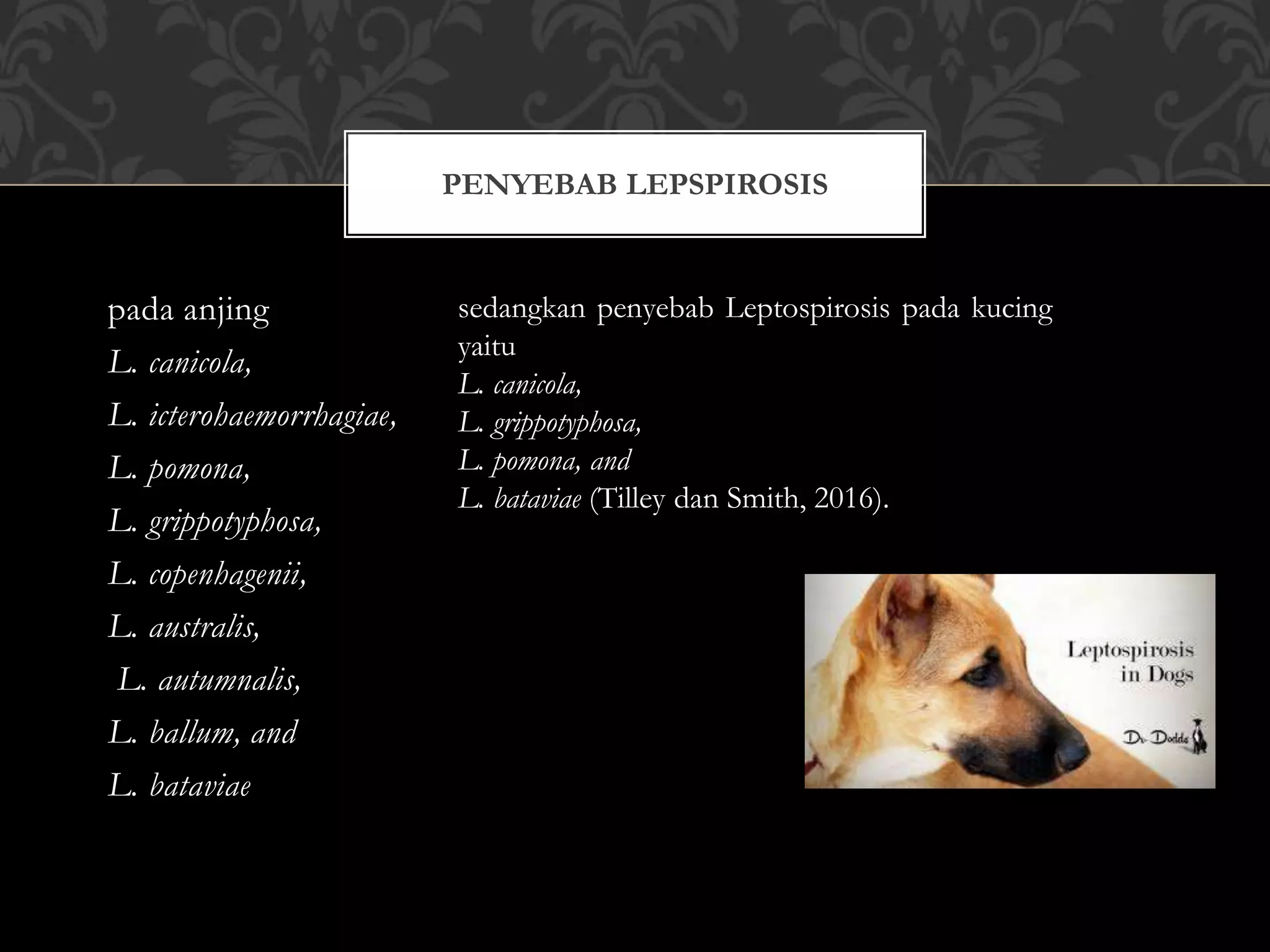 Leptospirosis pada anjing | PPTX