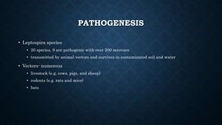 Leptospirosis | PPTX
