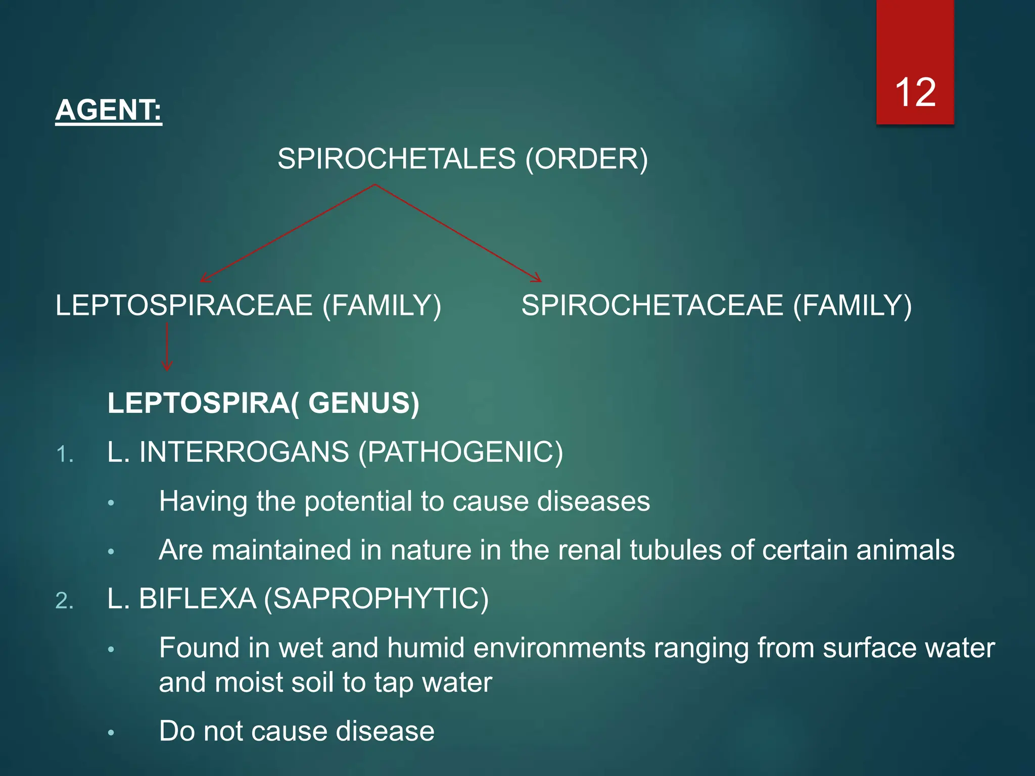 Leptospirosis.pptx