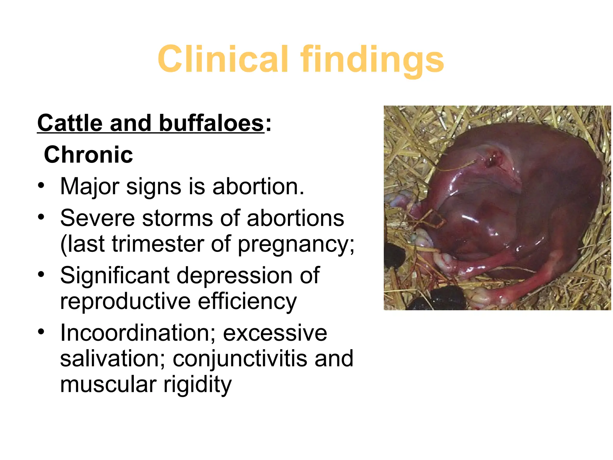 Leptospirosis in animals: Etiology to Control.ppt
