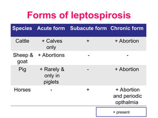 Leptospirosis in animals: Etiology to Control.ppt