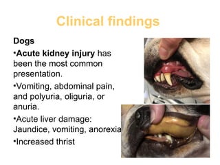 Leptospirosis in animals: Etiology to Control.ppt