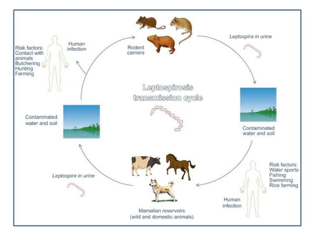 Leptospirosis in animals: Etiology to Control.ppt