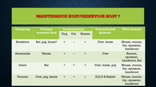 Veterinary bacterial disease Leptospirosis.ppt