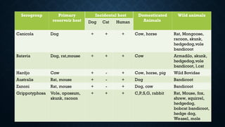 Veterinary bacterial disease Leptospirosis.ppt