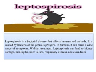 leptospirosis.pptx for medical studentss | PPTX