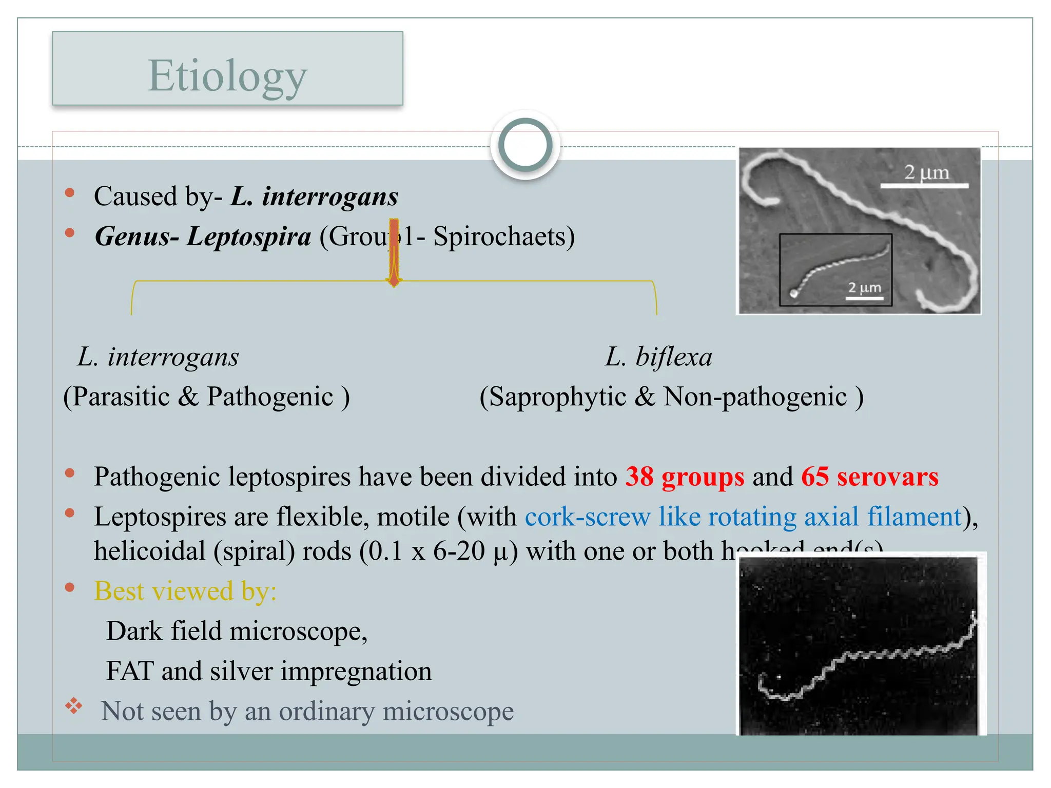 leptospirosis.pptx presentations Harrison principles of internal ...