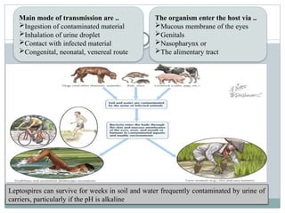 leptospirosis.pptx presentations Harrison principles of internal ...