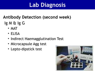 Leptospirosis management in public health | PPTX