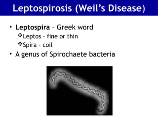 Leptospirosis management in public health | PPTX