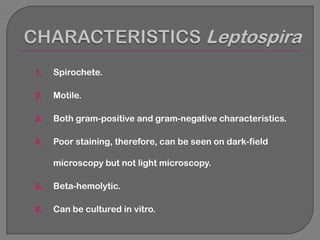 Leptospirosis | PPTX