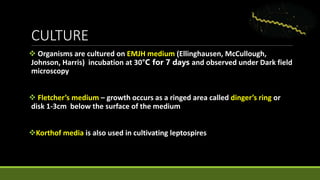 Leptospirosis dogs | PPTX