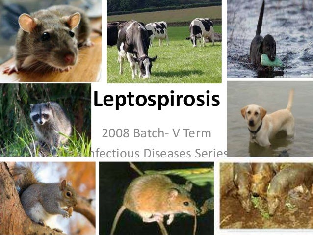 Leptospirosis 1