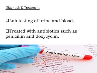 Leptospirosis | PPT