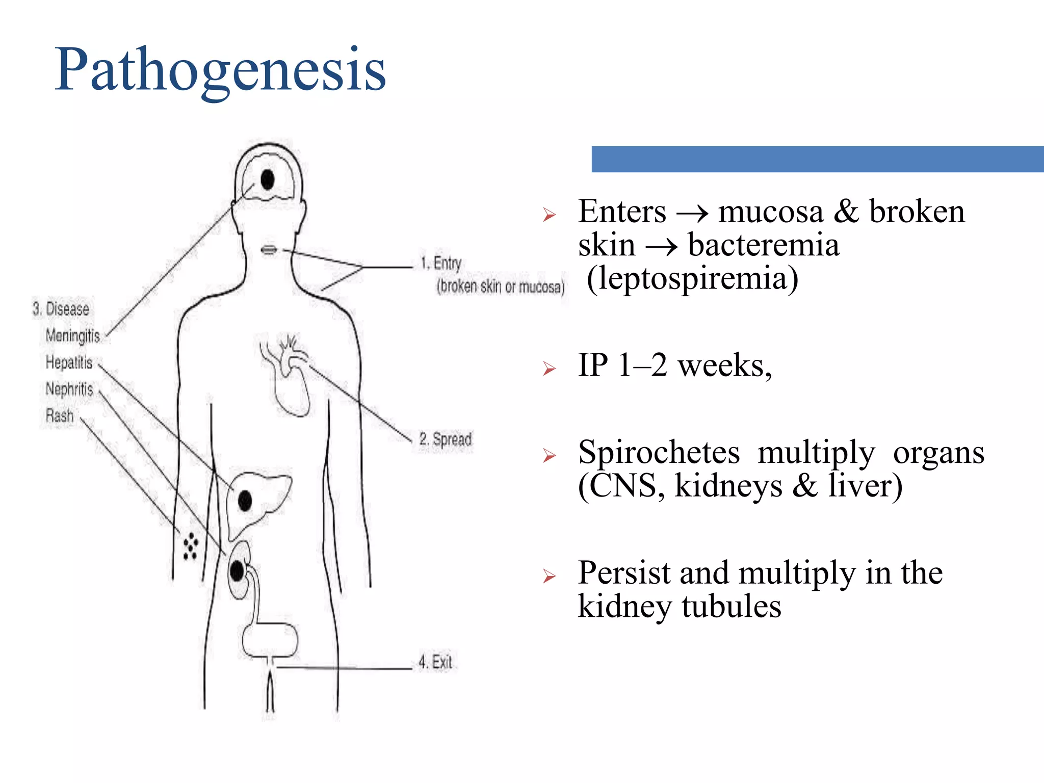 Leptospirosis (1).ppt