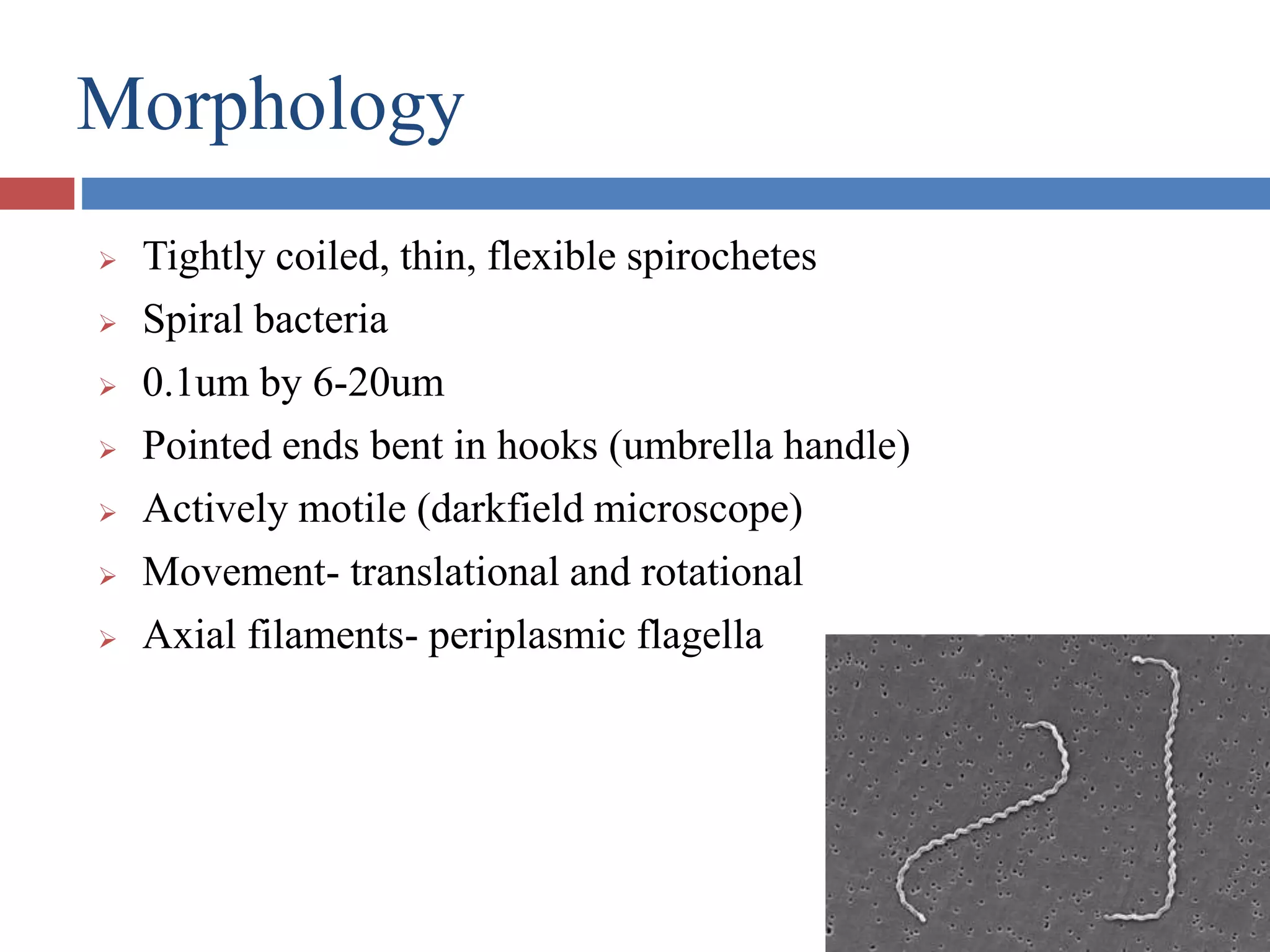 Leptospirosis (1).ppt