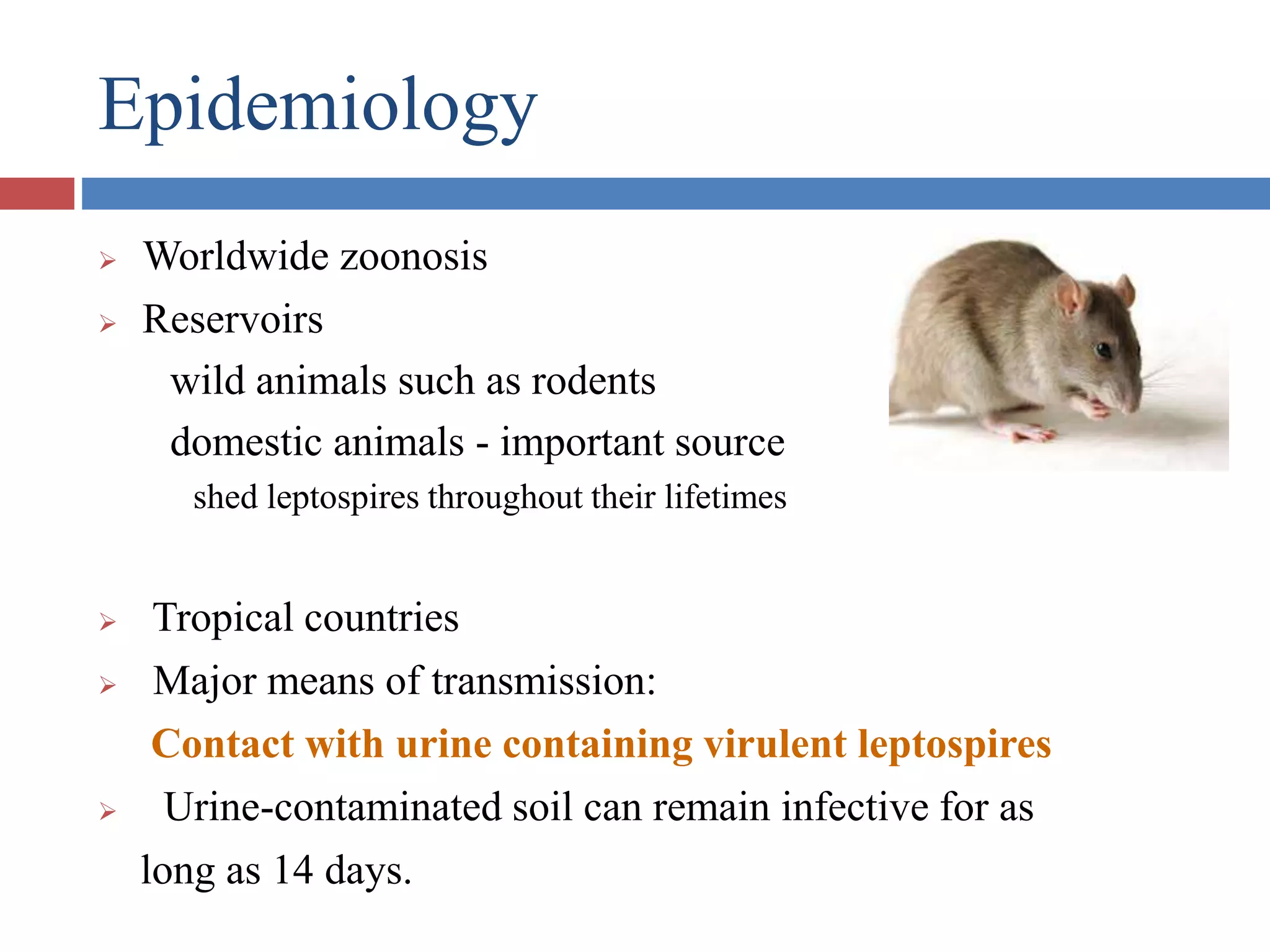 Leptospirosis (1).ppt