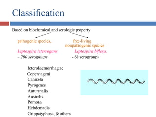 Leptospirosis (1).ppt