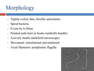 Leptospirosis (1).ppt