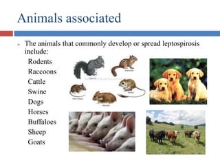 Leptospirosis (1).ppt