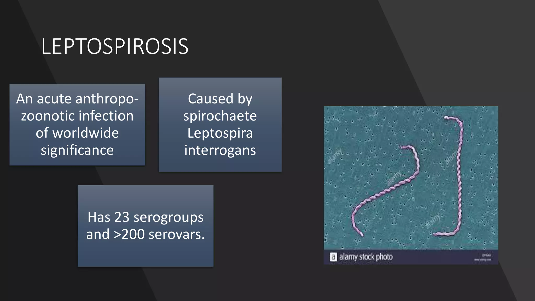 Leptospirosis prevention , Control | PDF